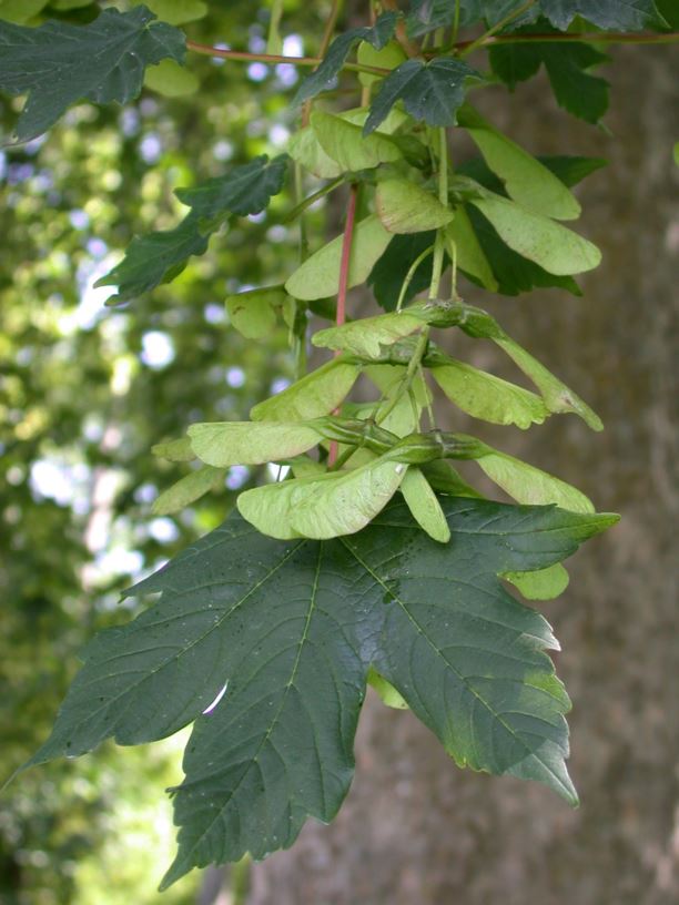 Acer pseudoplatanus - Platanlønn, Sycamore | Norwegian University of ...