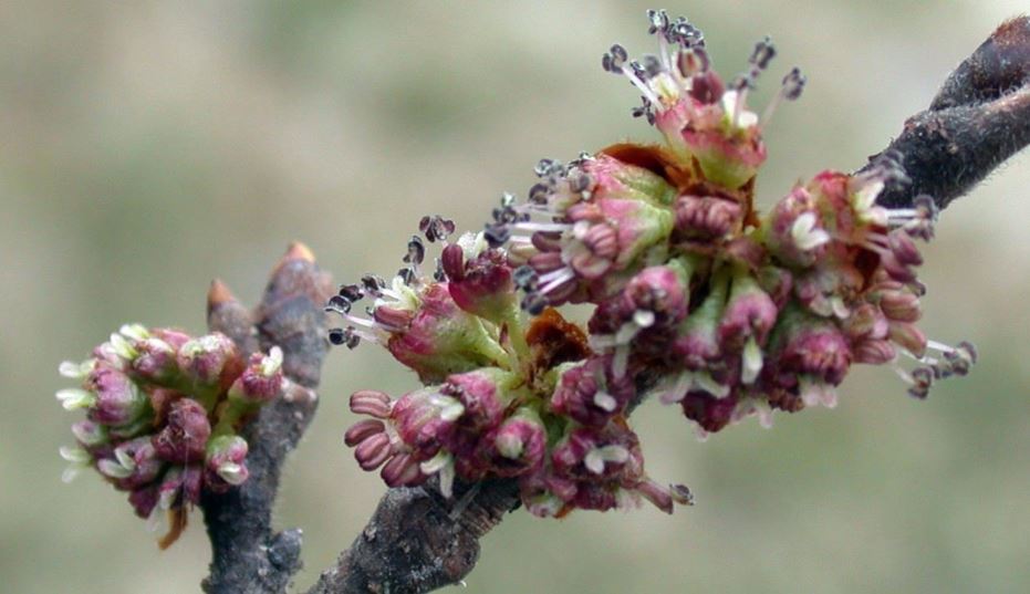 Ulmus glabra - Alm, Elm | Norwegian University of Life Sciences - NMBU ...