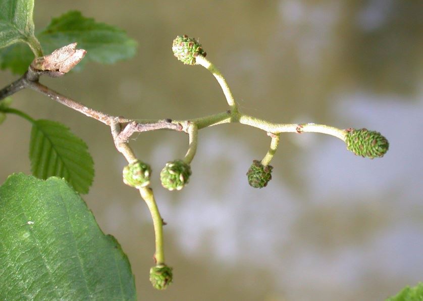Alnus glutinosa - Svartor, Common Alder | Norwegian University of Life ...