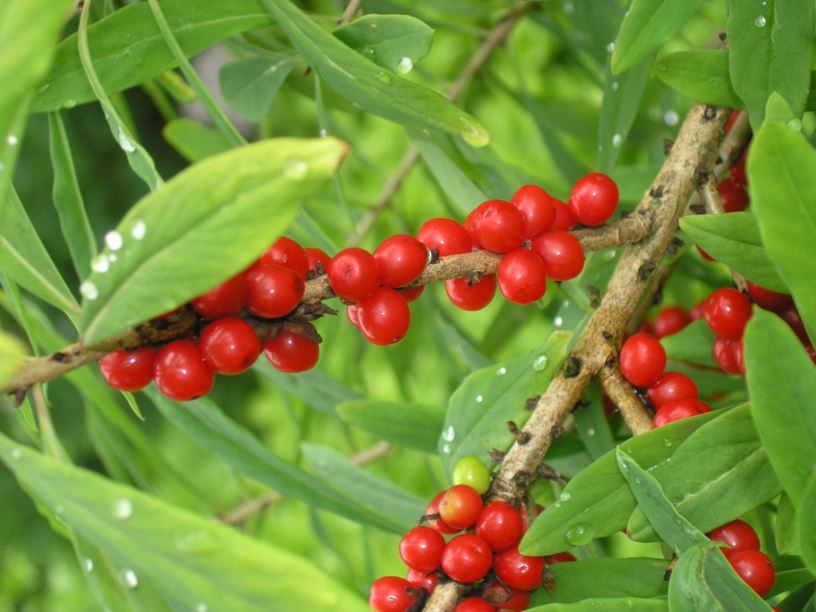 Daphne mezereum - Tysbast, February Daphne, Mezereon | Norwegian ...
