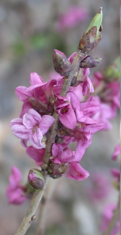 Daphne mezereum - Tysbast, February Daphne, Mezereon | Norwegian ...