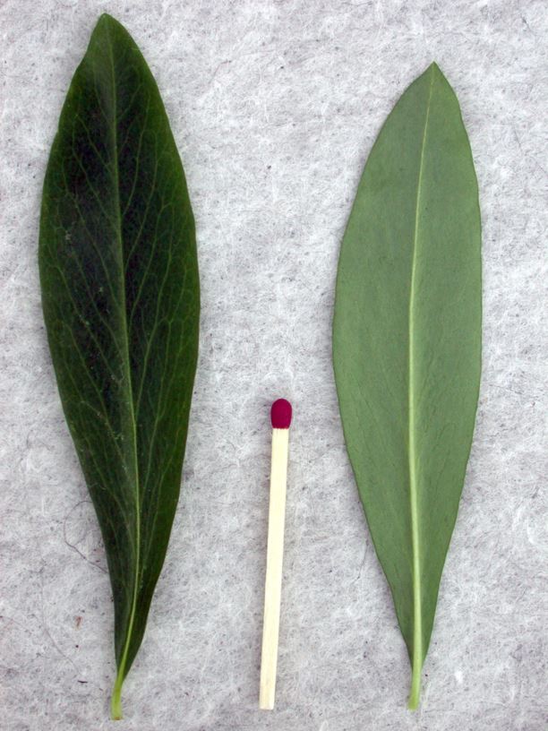 Daphne mezereum - Tysbast, February Daphne, Mezereon | Norwegian ...