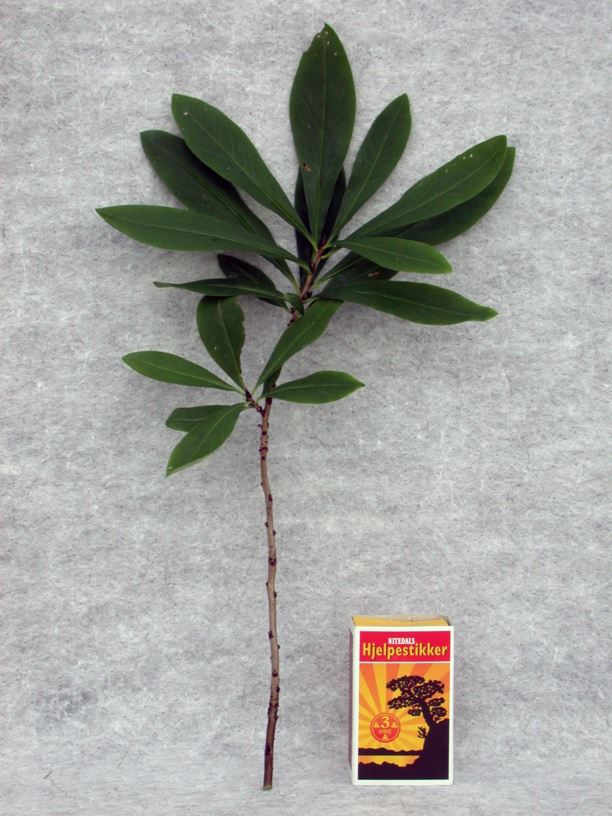 Daphne mezereum - Tysbast, February Daphne, Mezereon | Norwegian ...