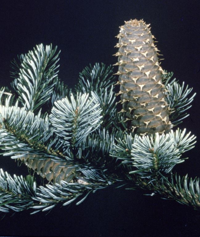 Abies alba - Europaedelgran, European Silver Fir | Norwegian University ...