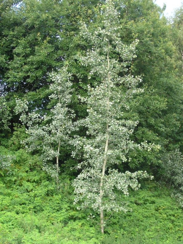 Populus tremula - Osp, Aspen | Norwegian University of Life Sciences ...