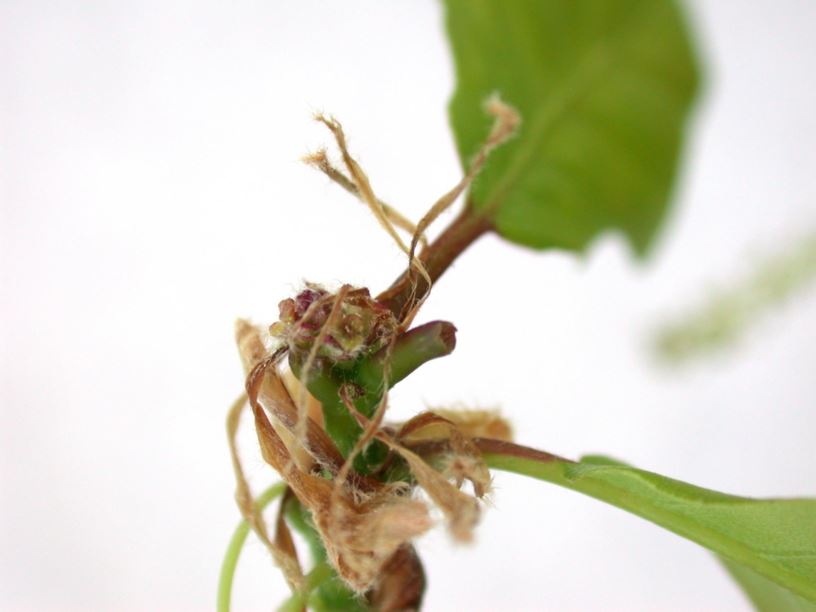 Quercus petraea - Vintereik, Sessile Oak | Norwegian University of Life ...