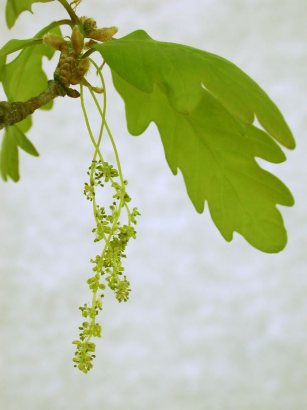 Quercus petraea - Vintereik, Sessile Oak | Norwegian University of Life ...