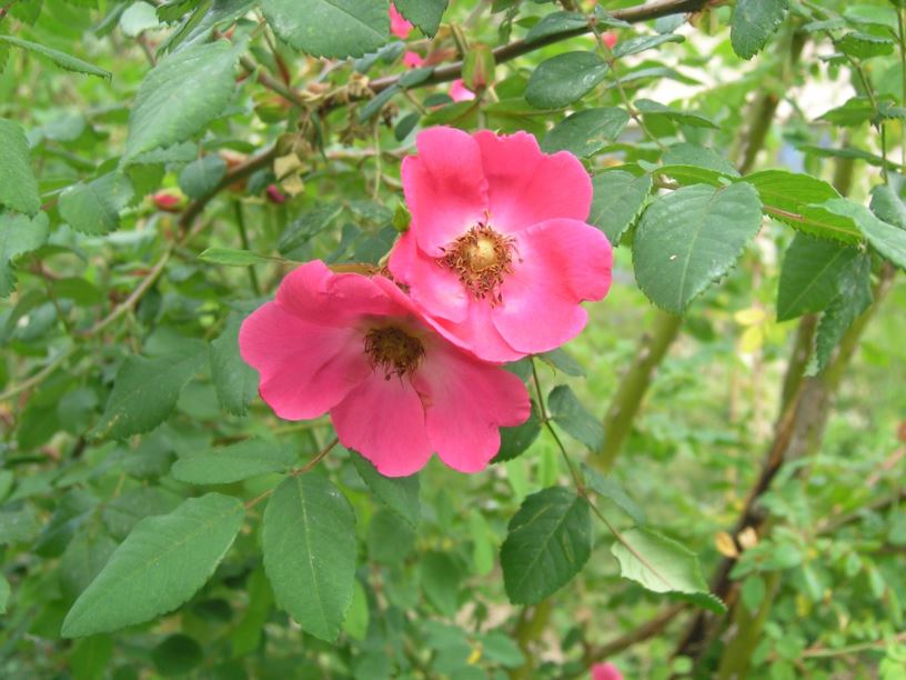 Rosa moyesii - Mandarinrose | Norwegian University of Life Sciences ...