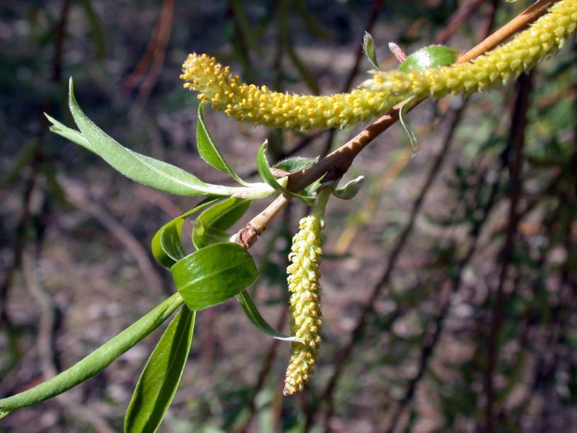 Salix alba - Hvitpil | Norwegian University of Life Sciences - NMBU, Ås ...