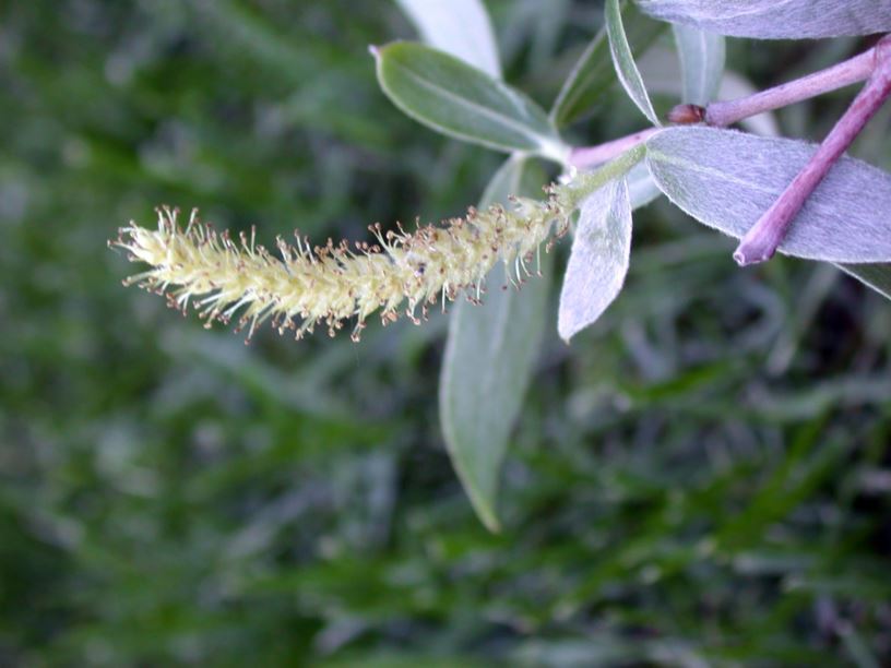 Salix alba 'Sericea' - Sølvpil | Norwegian University of Life Sciences ...